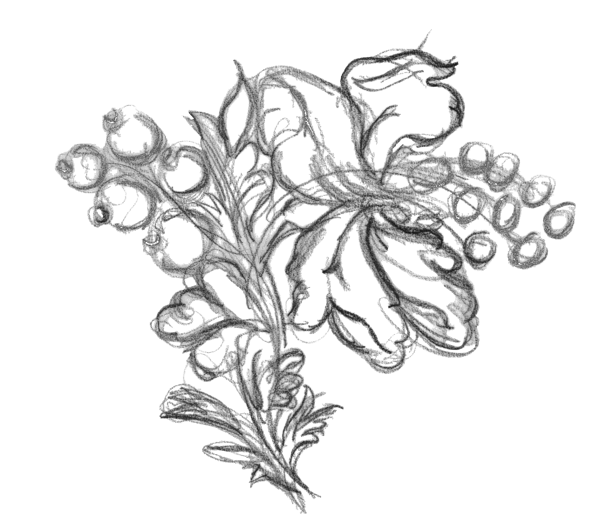 The Flying Shuttle - Humphries Weaving